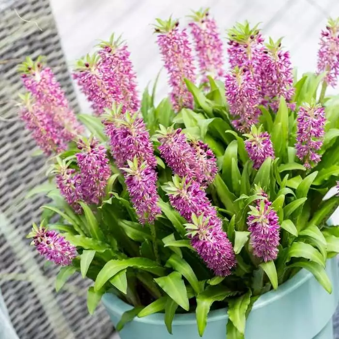 Shop Good quality and cheap Eucomis Leia (PBR) (Aloha Lily Series) | 1 ...